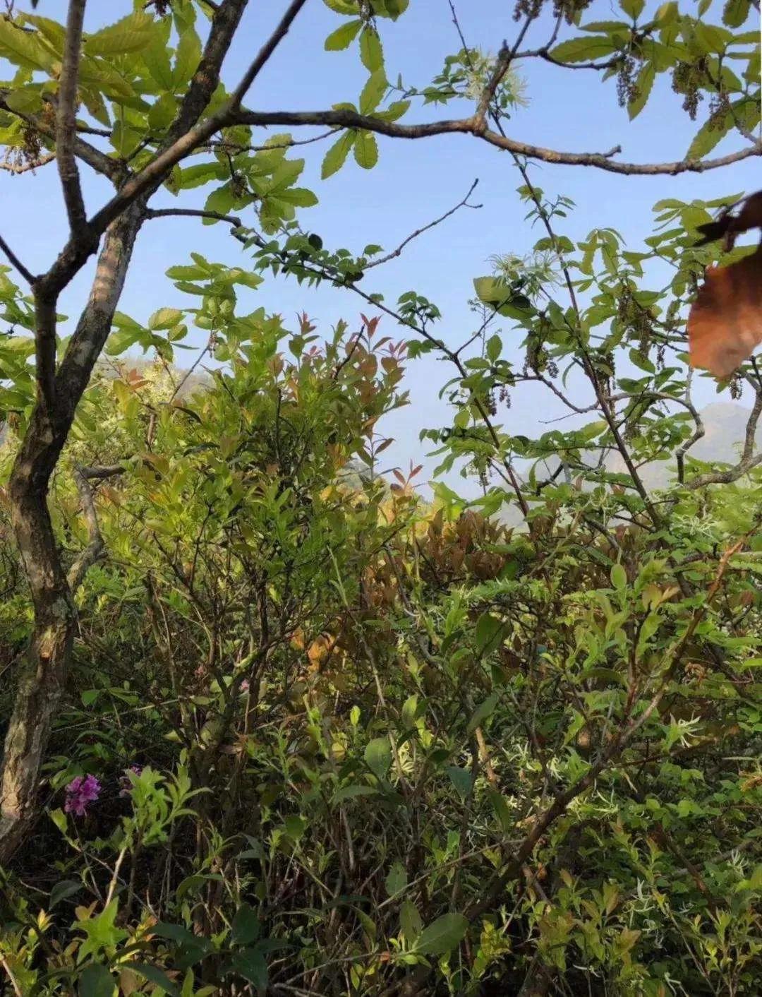 Taoist "immortal food" Maoshan black rice - iNEWS