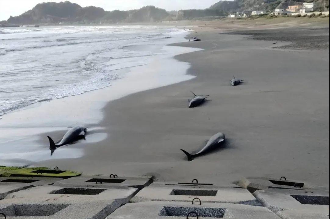 Poisonous! What do 32 dolphins stranded on Chiba Beach, Japan, and 5 ...