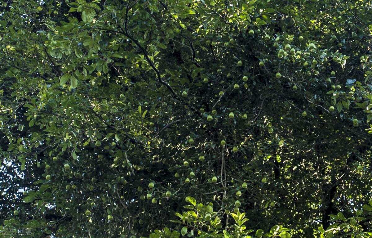 Xueli fruit is divided into male and female, and it is pollinated by a single and only small bee ...