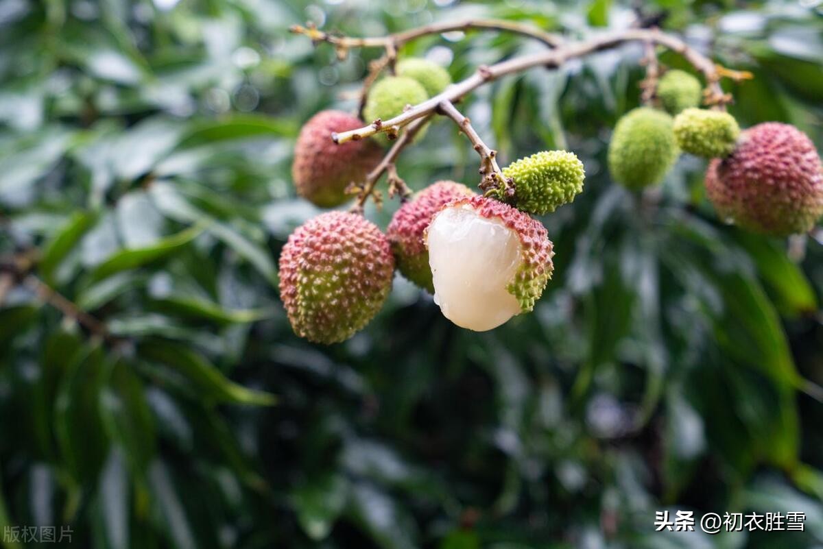 Du Fu's four lychee poems talk about the lychee that Yang Guifei loved ...