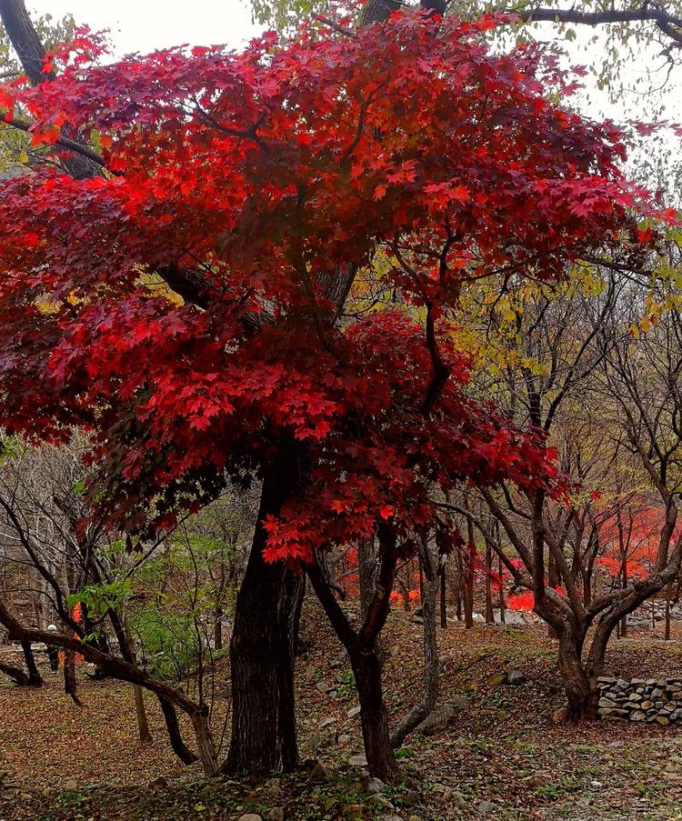 The red maple leaves in Benxi, the beautiful scenery is intoxicating ...