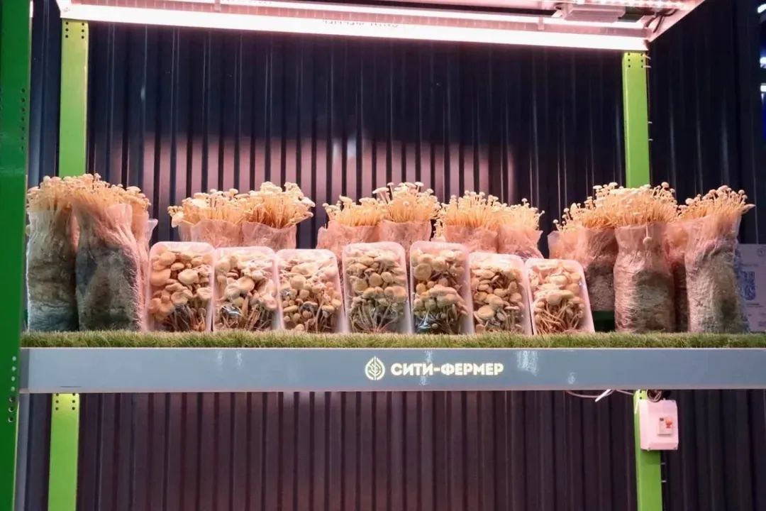 Made in Russia - from eco-farms to bio-printers - iNEWS