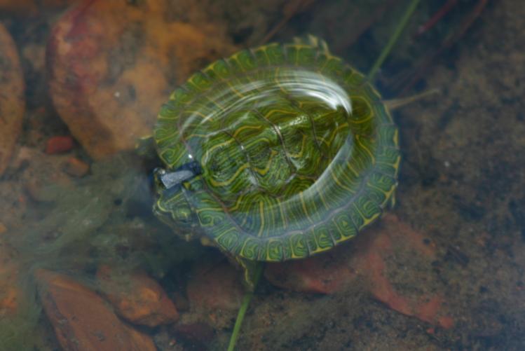 What kind of turtle is a Brazilian tortoise? Popular science on the ...