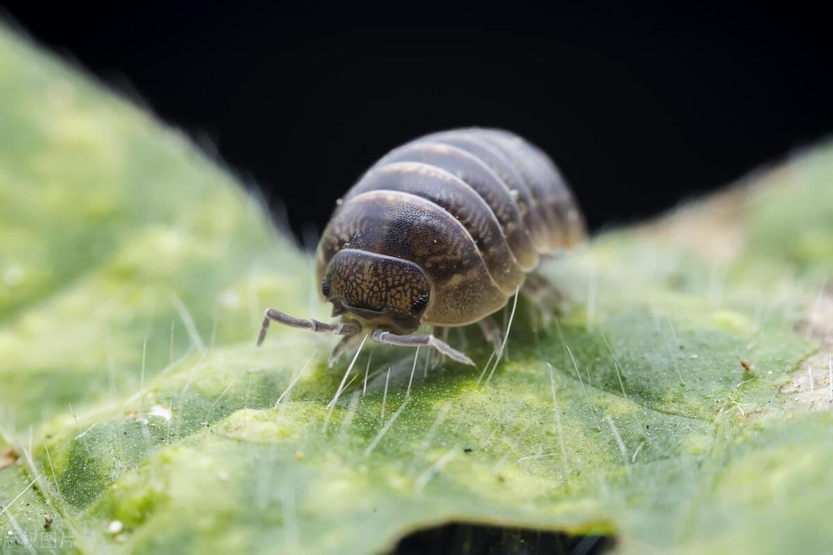 How terrible is the rat woman insect called woodworm in the Northeast ...