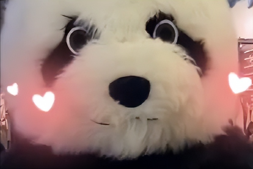 How did the two most cured bears, Pippi Bear and Xiong Meow, become ...