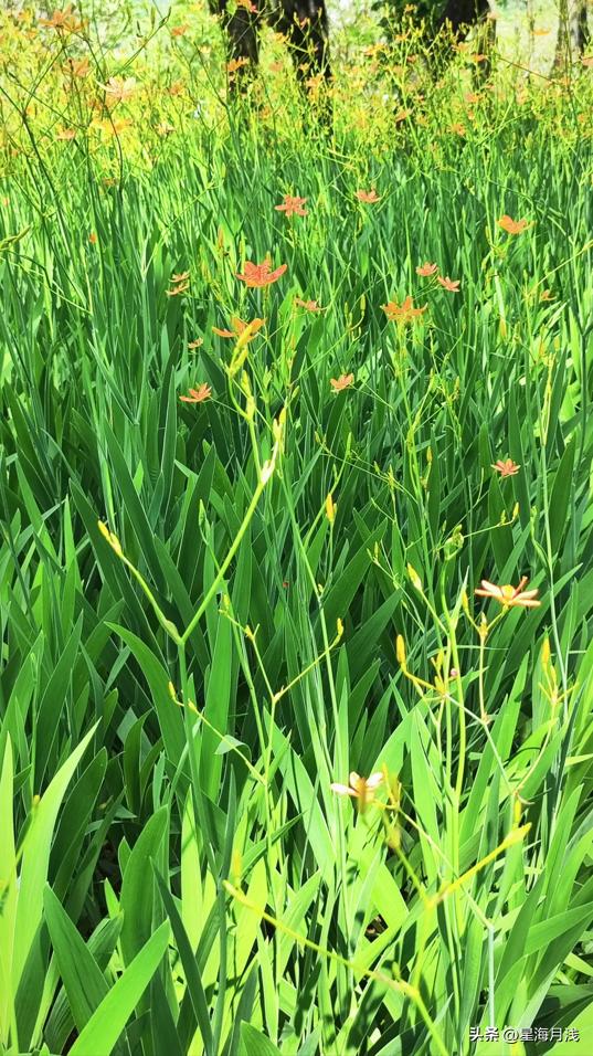 Shegan: meet Shegan, meet beauty, happiness will appear - iMedia