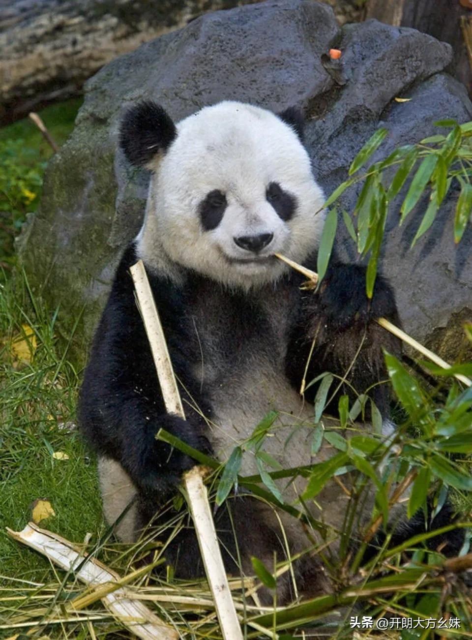 Get to know a giant panda every day—Gao Gao - iNEWS