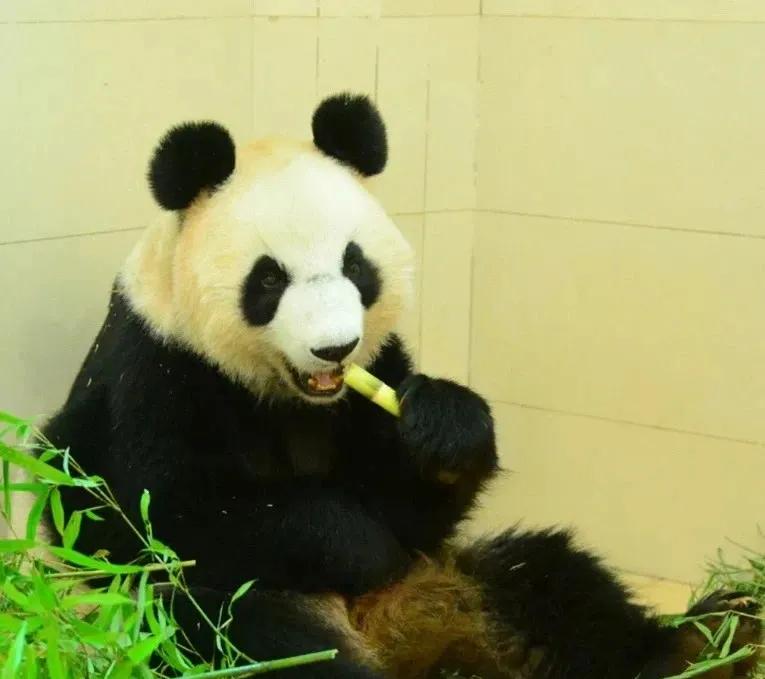 The inspirational story of the giant panda Qin Xin who was freed from ...