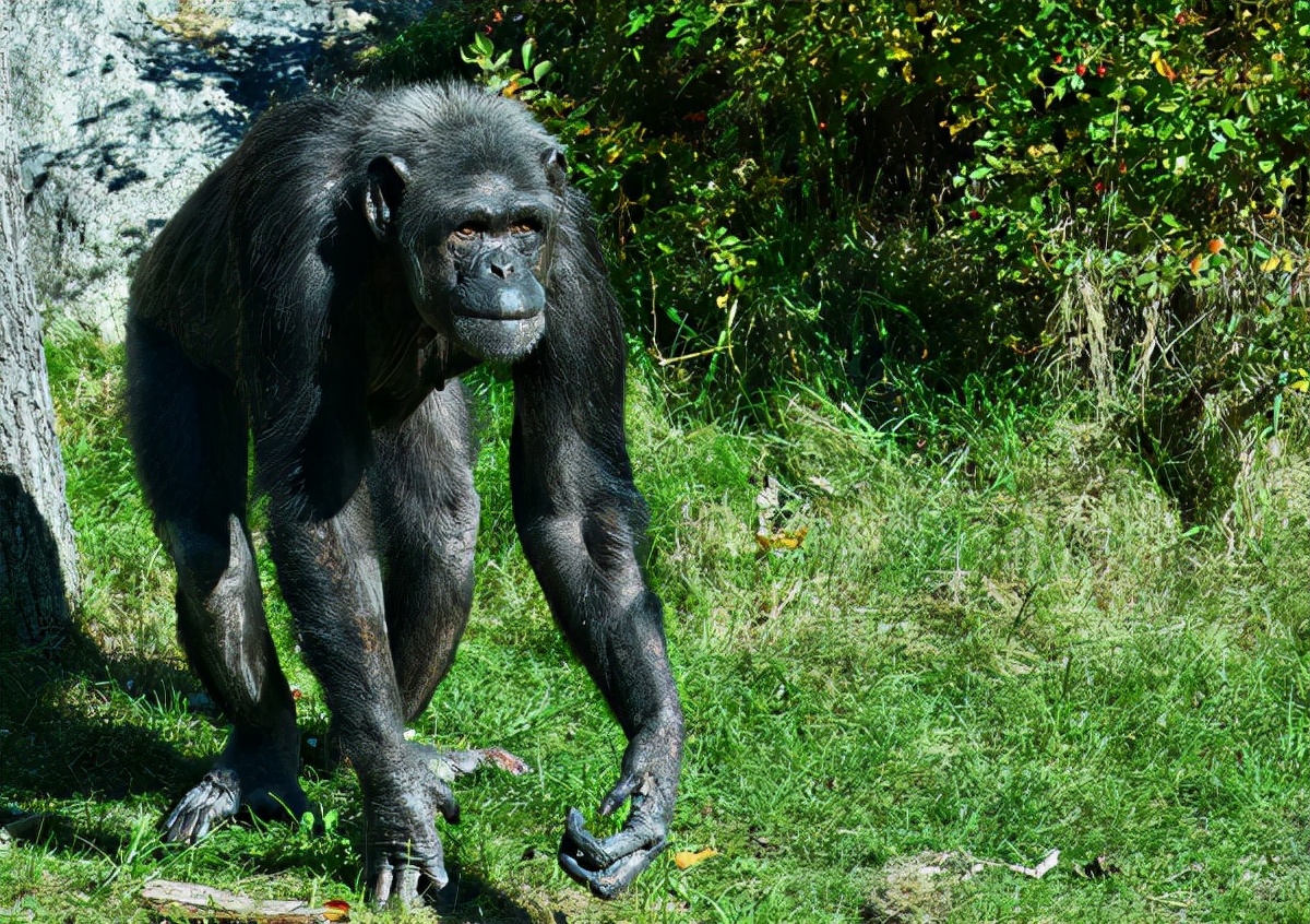 Why do chimps like to twist their butts?This can make them bigger - iNEWS