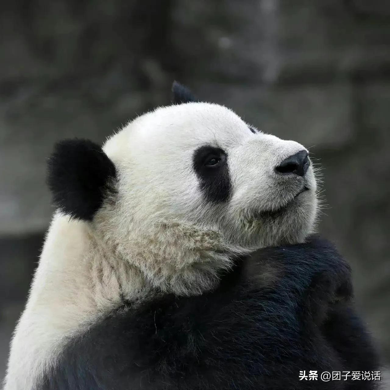 Why is the giant panda "Meng Lan" called the Third Prince of Xizhimen ...