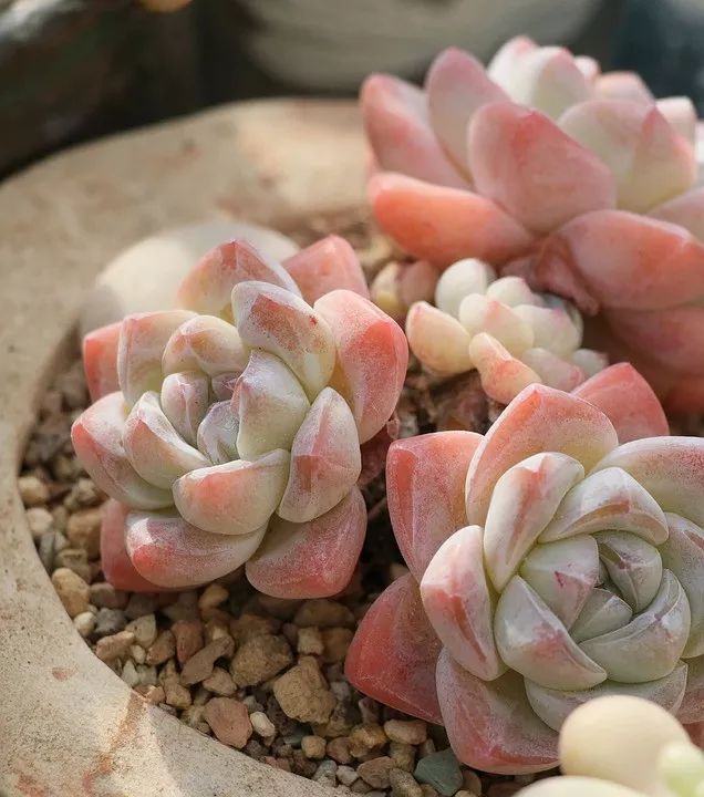 Do these points in the maintenance of potted succulents in order to ...