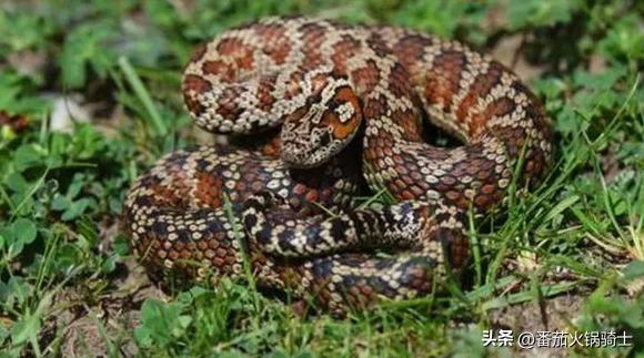 Red-spotted alpine pit viper: China's highest-altitude venomous snake ...