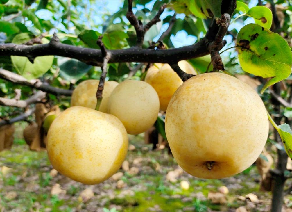 Autumn has arrived, and dryness has come!Suggestion: eat less cold food ...