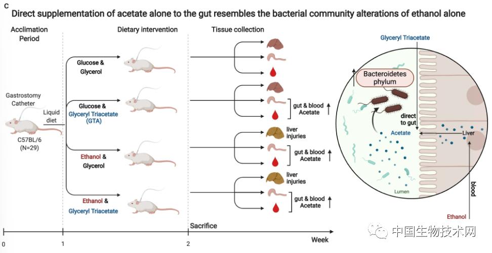 How does drinking alcohol alter gut microbiota and cause liver damage ...