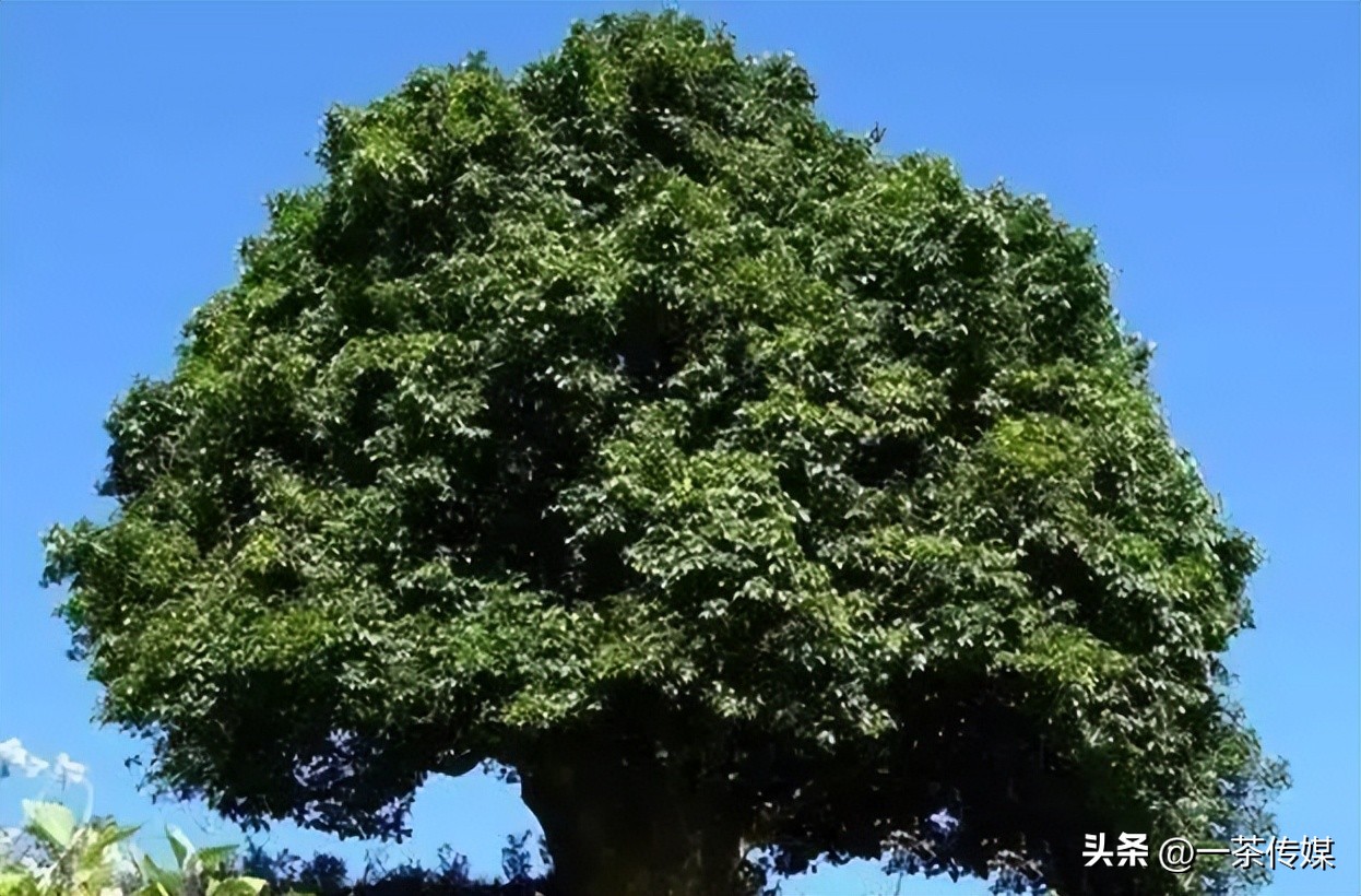 "Tea" precious cultural relics from the fragrance of the years - Yunnan ...