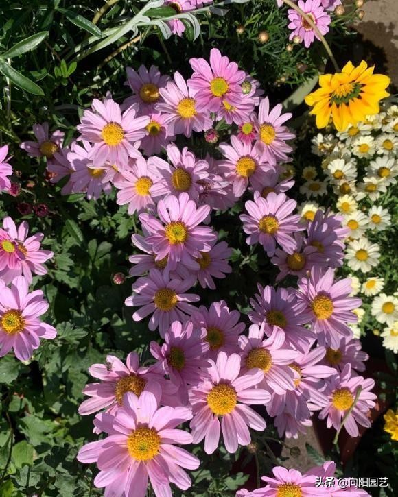 Growing flowers, the most afraid of rotten roots, to solve the problem ...