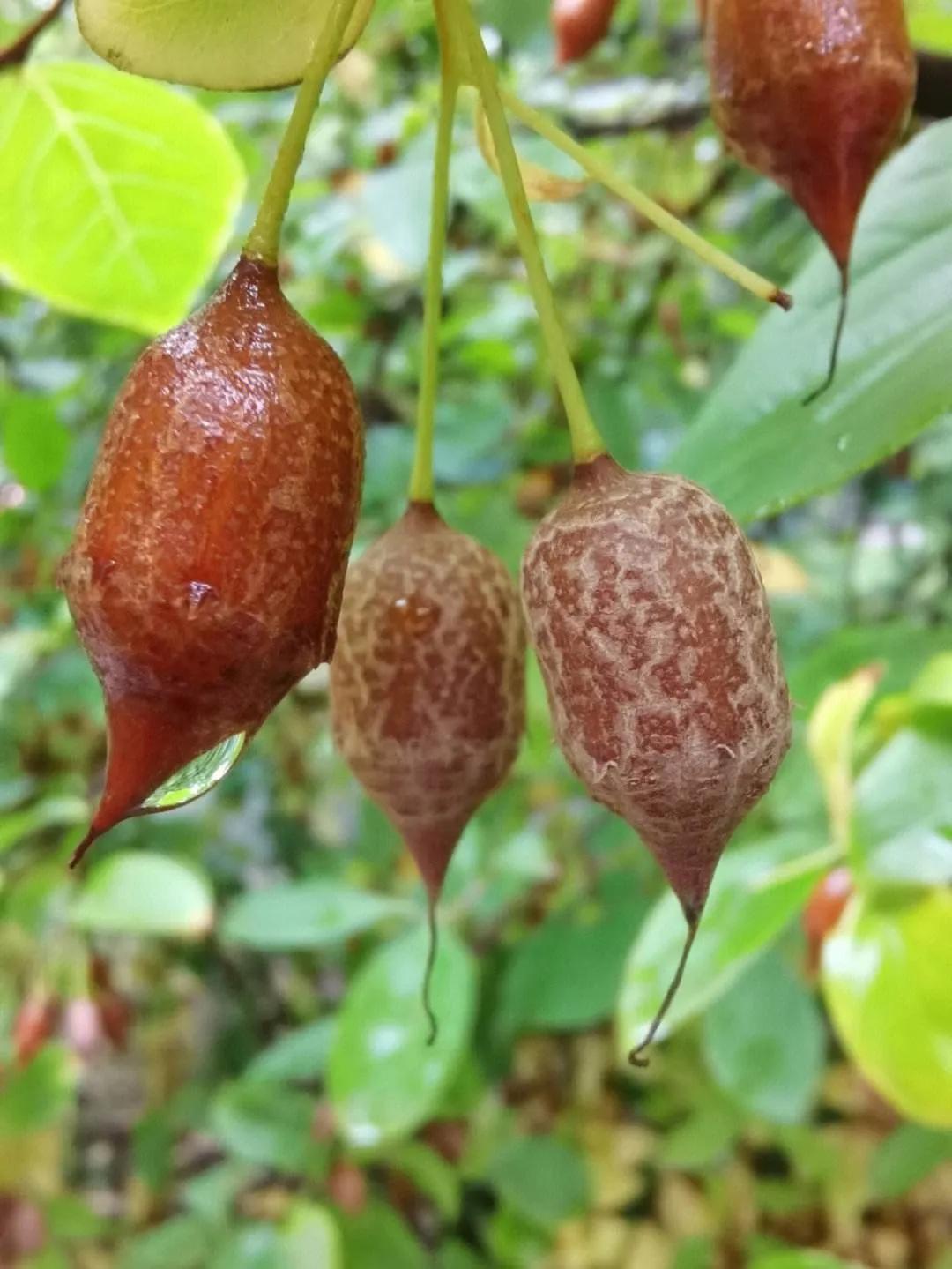 National Class II protected endangered rare plants: Jurong Baohua ...