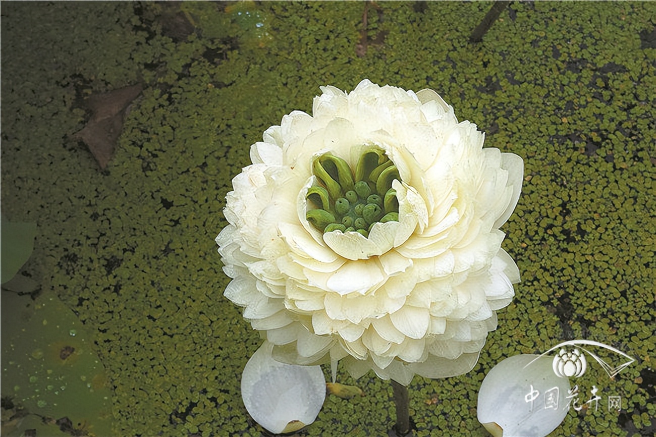 Unlocking the Secret of Lotus Cultivation——Revelation of the Lotus ...