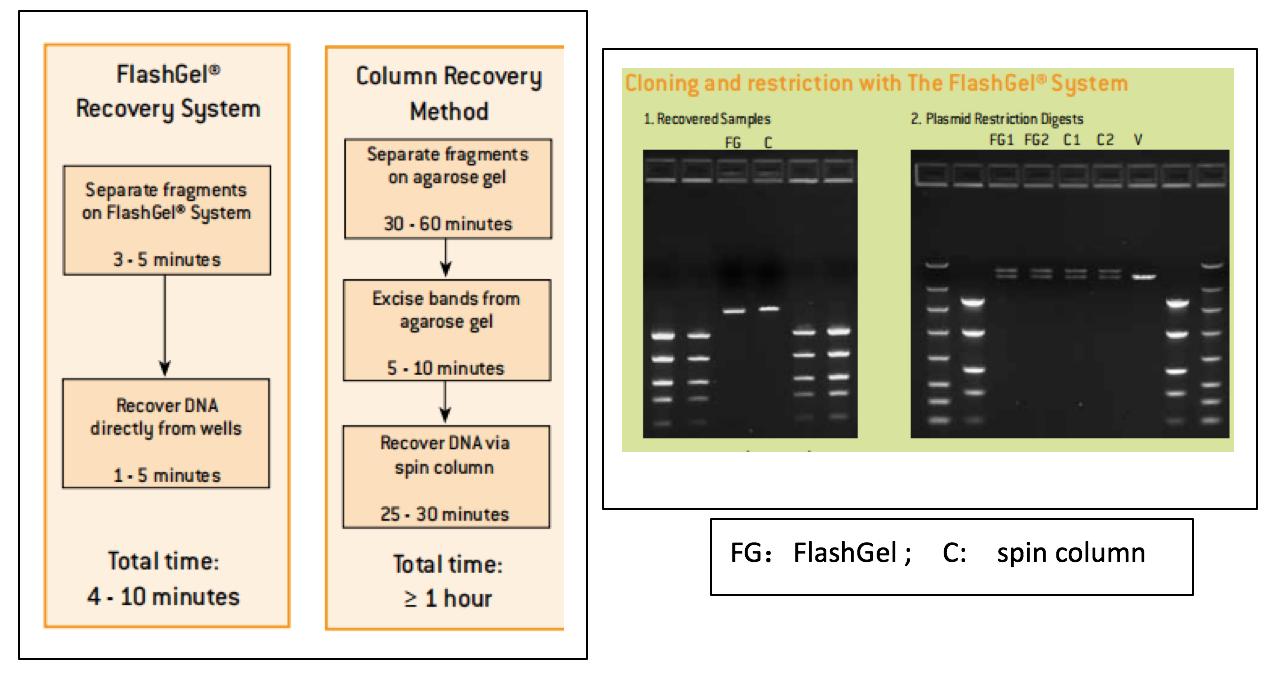 The yyds of electrophoresis: FlashGel flash gel system - iNEWS