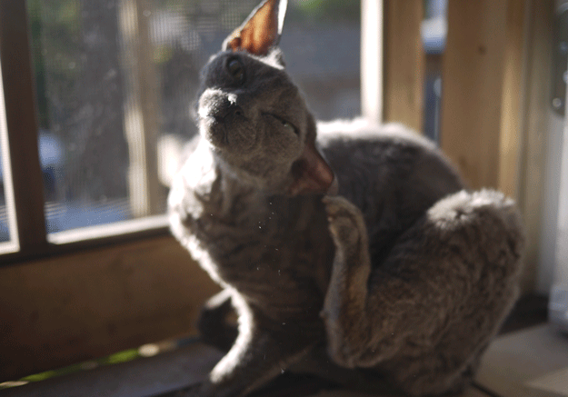 Cats suffer from "ear mites", these tips will help you solve them ...