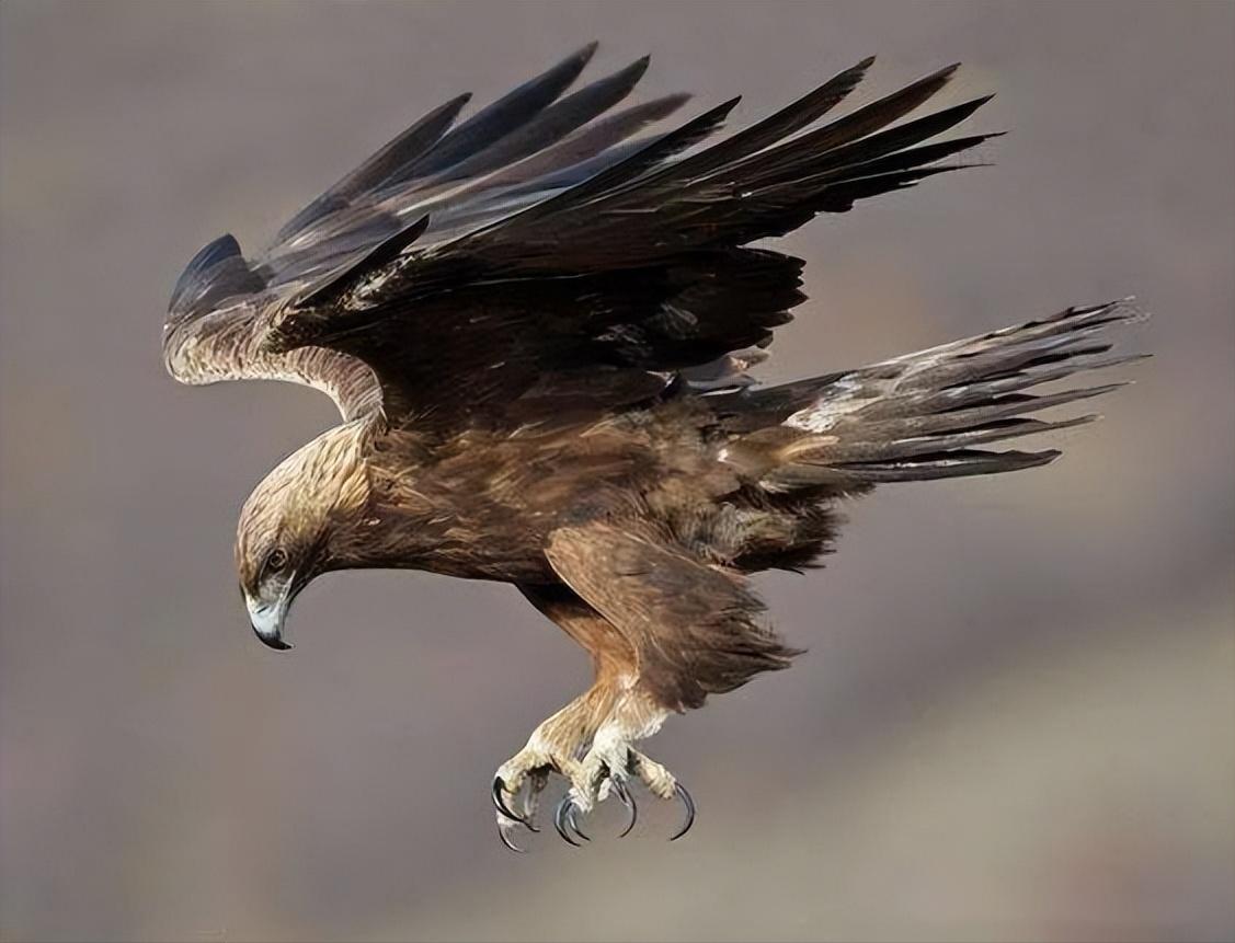 Rare pictures of golden eagles catching wolves!The sharp claws pierce ...