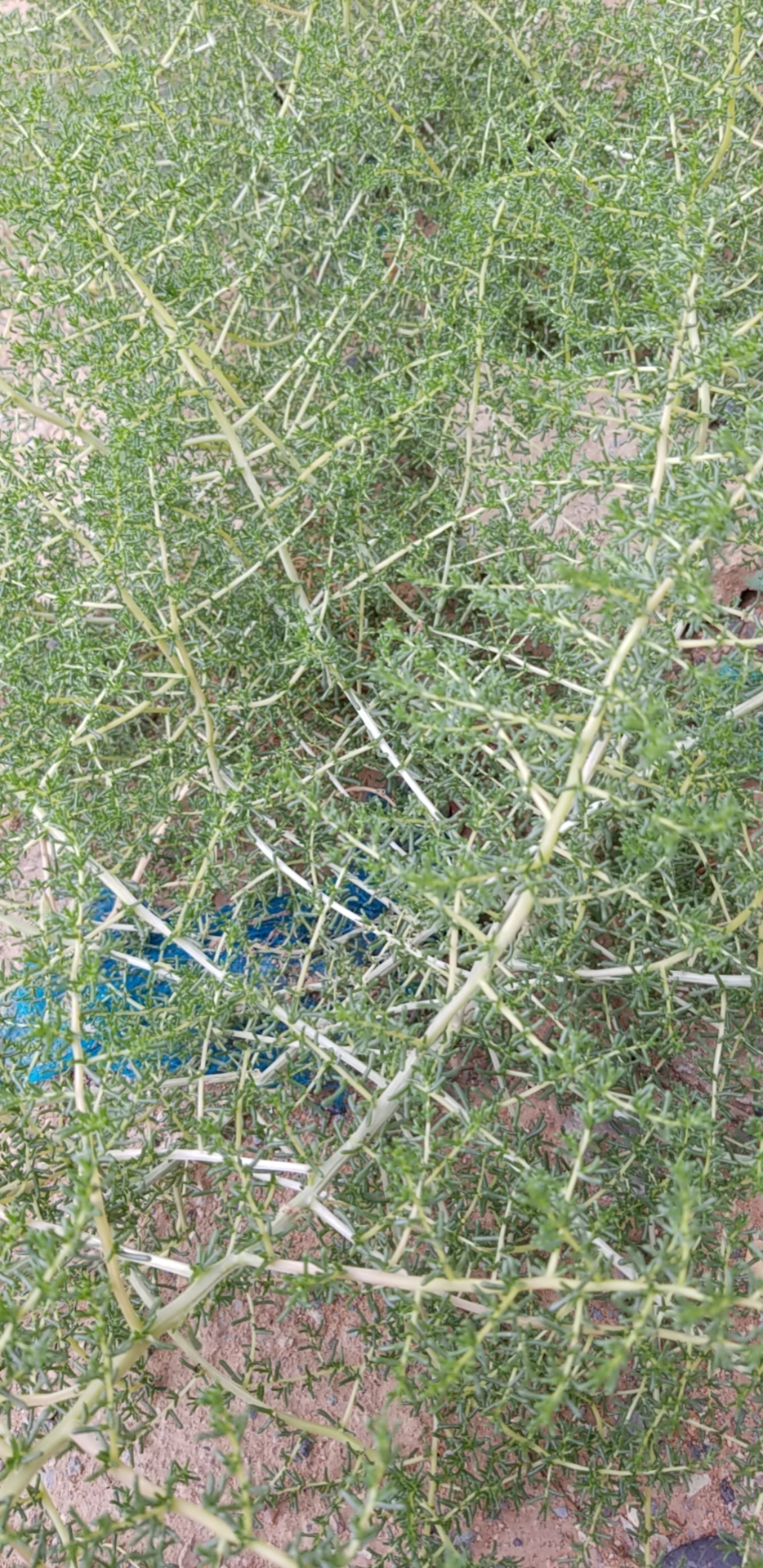 What does the original plant of "Peng Hui" look like? - iNEWS