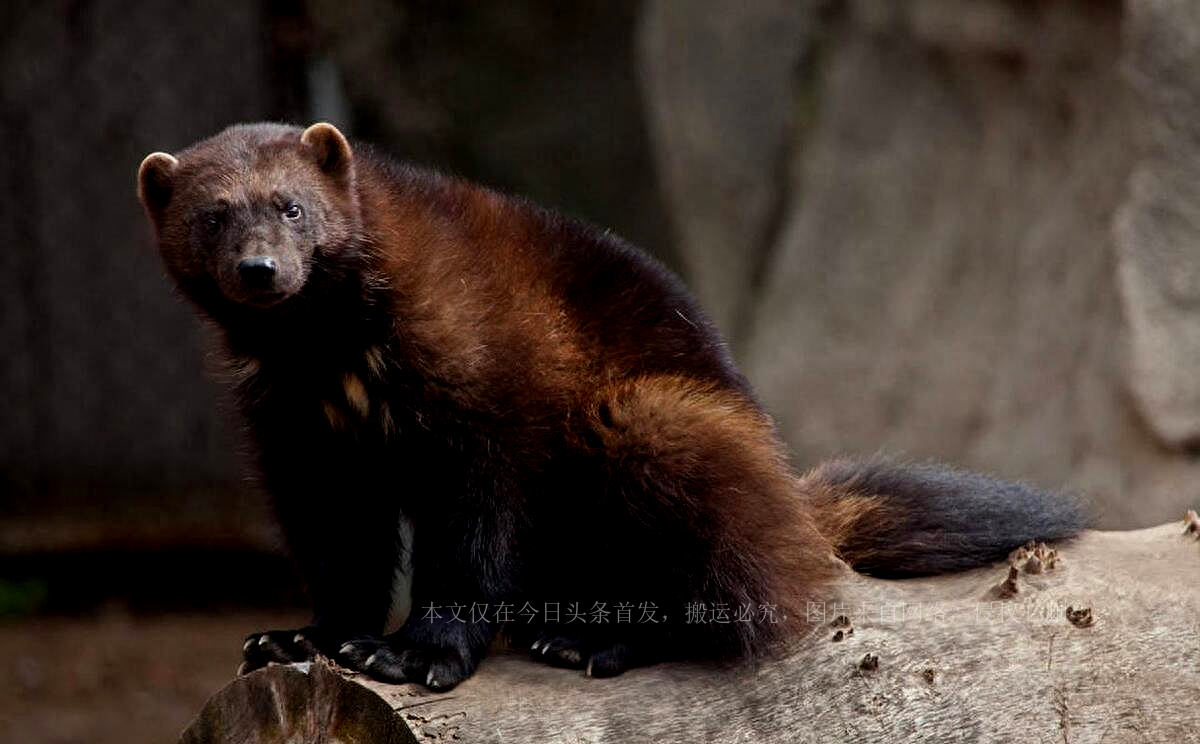 Legend: A soldier rescued an injured wolverine. The wolverine's family ...