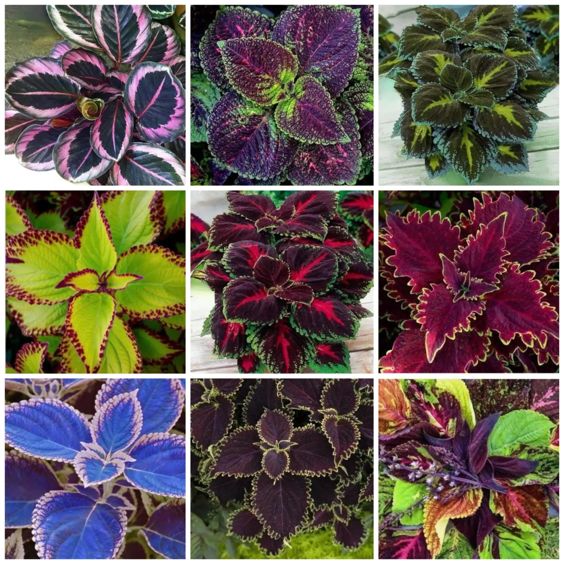 The colorful Coleus is dazzling! - iNEWS