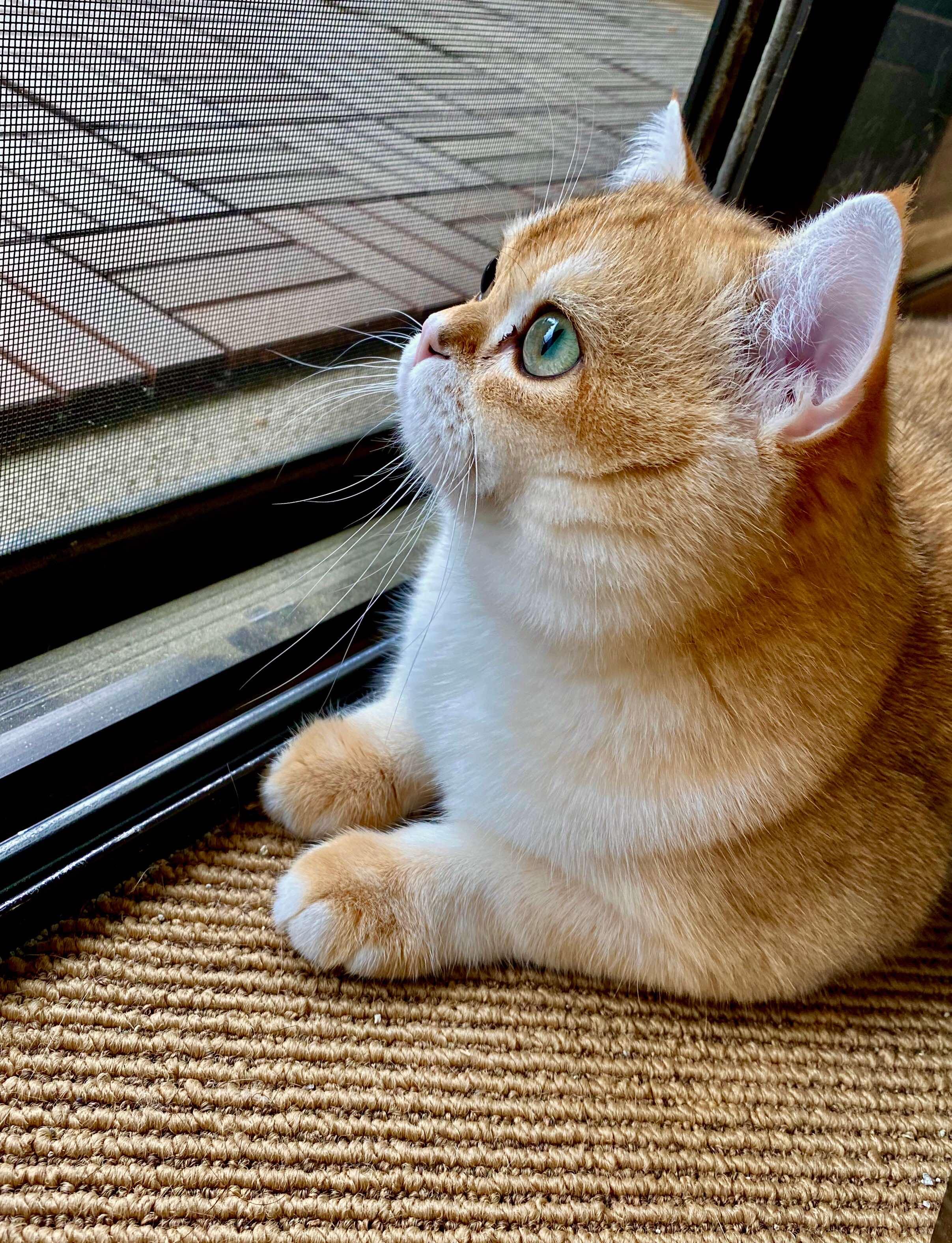 Which is better, "American short cat" or "British short cat"? Only ...