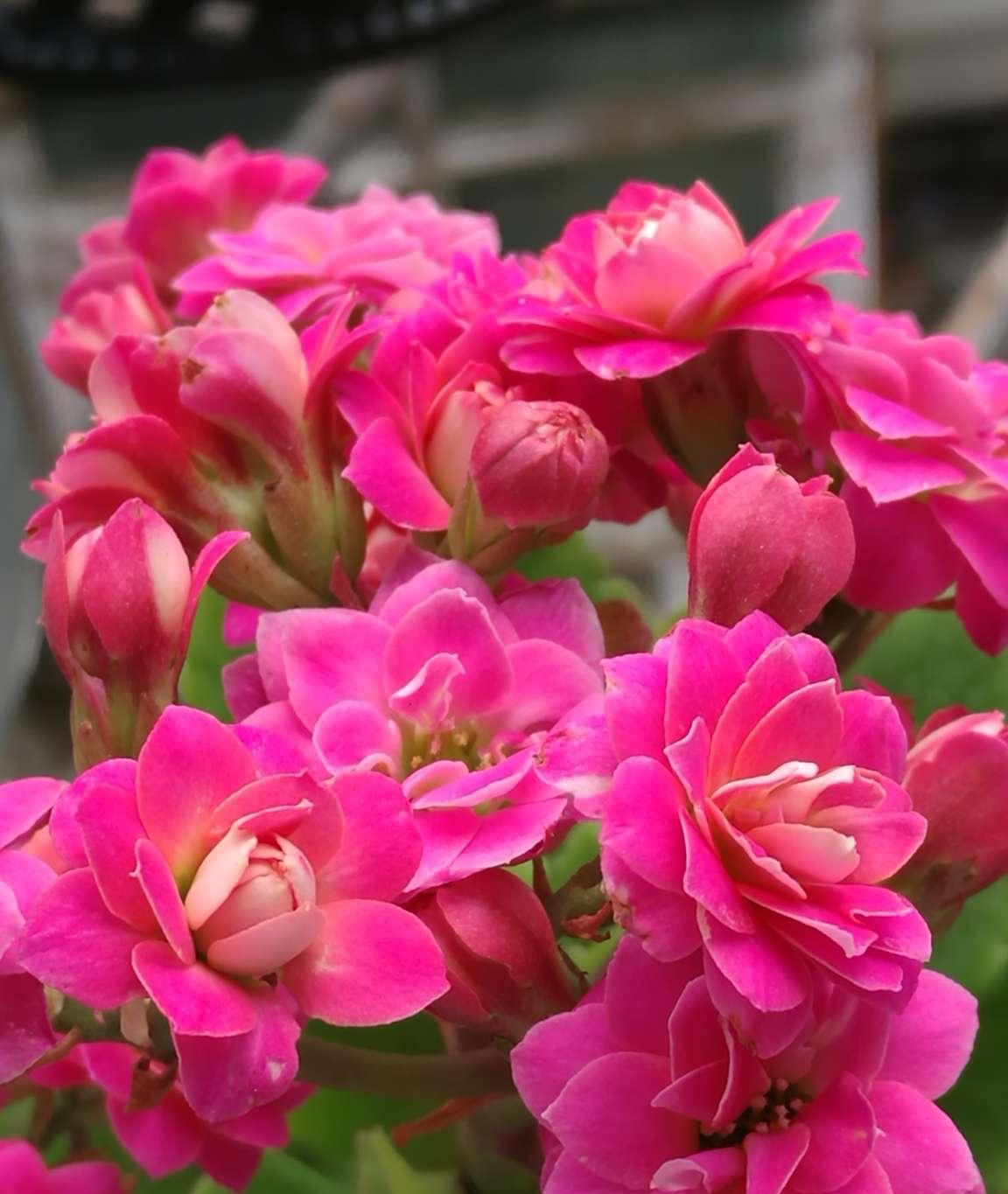 To grow longevity flowers in January, you only need to "use one trick ...