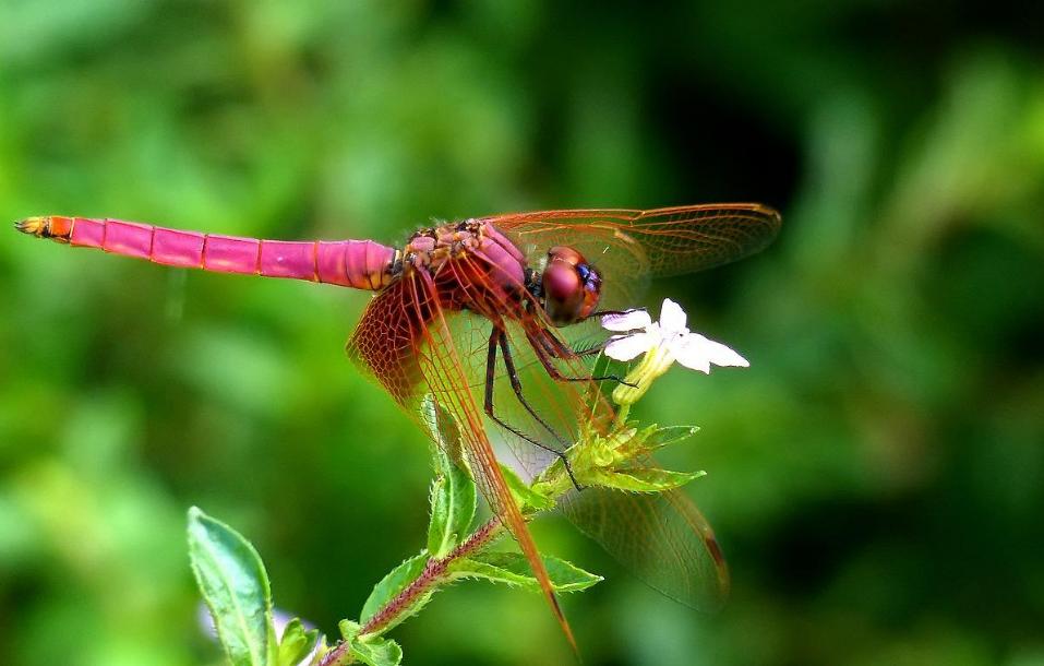 Liu Yuxi's poem "He Letian Spring Ci" lyrically and implicitly ...