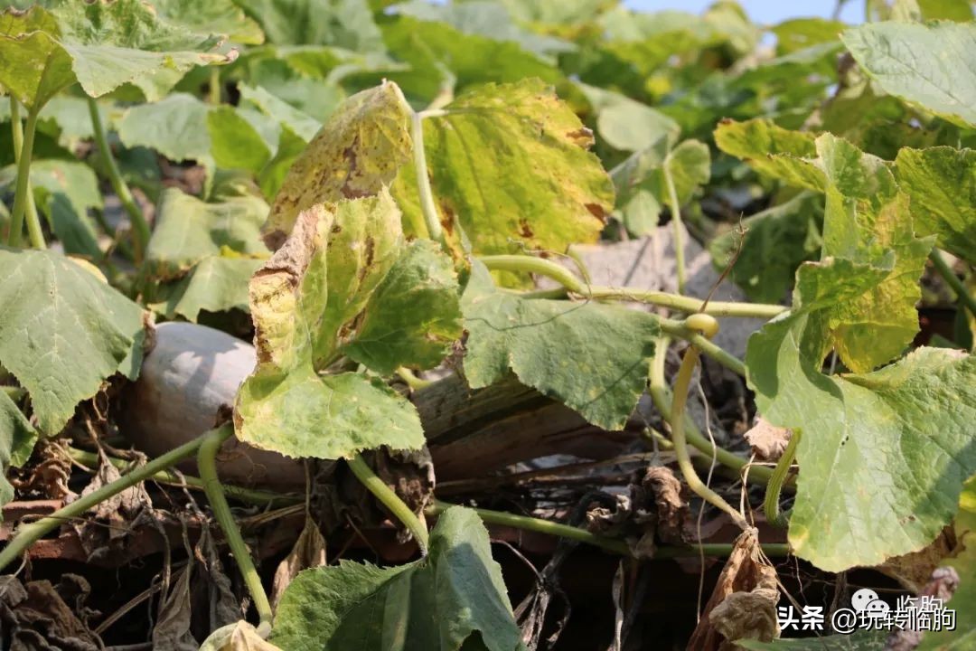 To write a good nostalgia poem with the same title - iNEWS