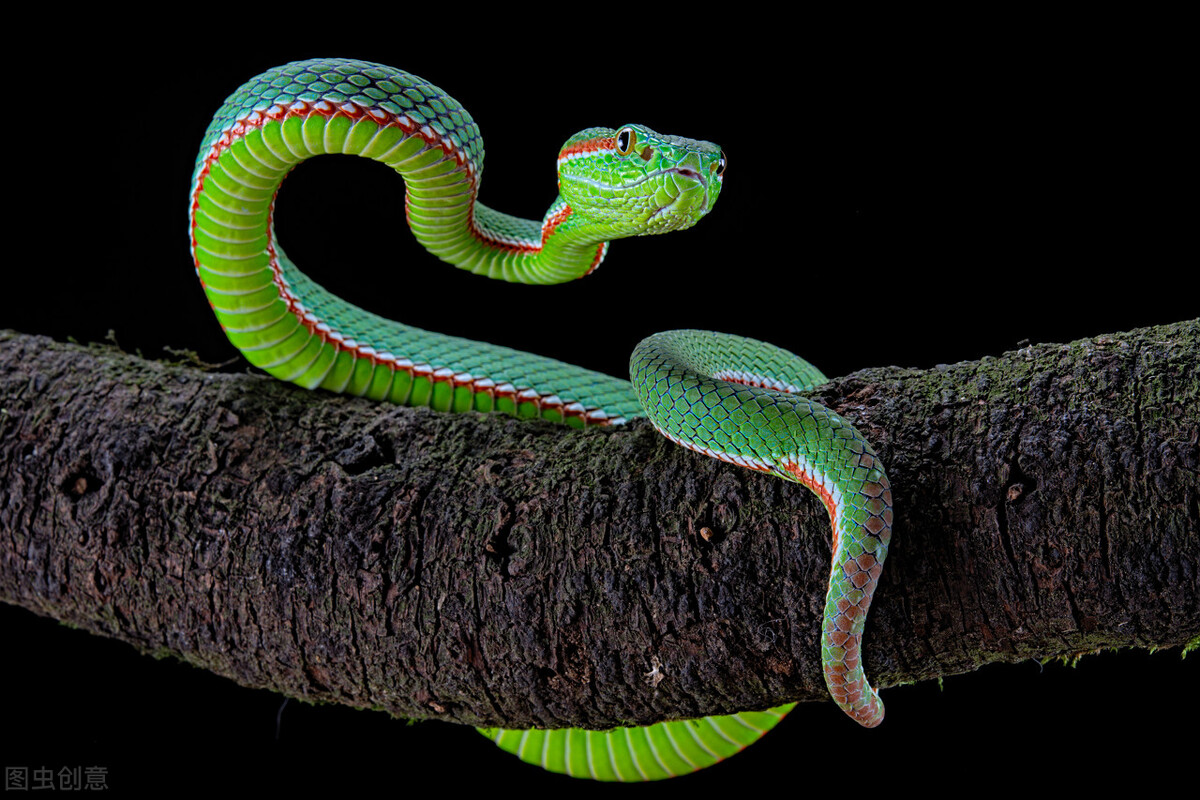 One of the top ten venomous snakes, the Bamboo Leaf Green Snake, 100 mg ...