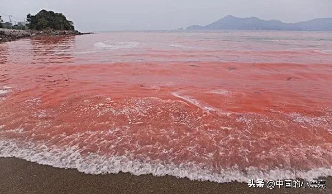 Why is sea water red?Do you know the secret in it? - iNEWS