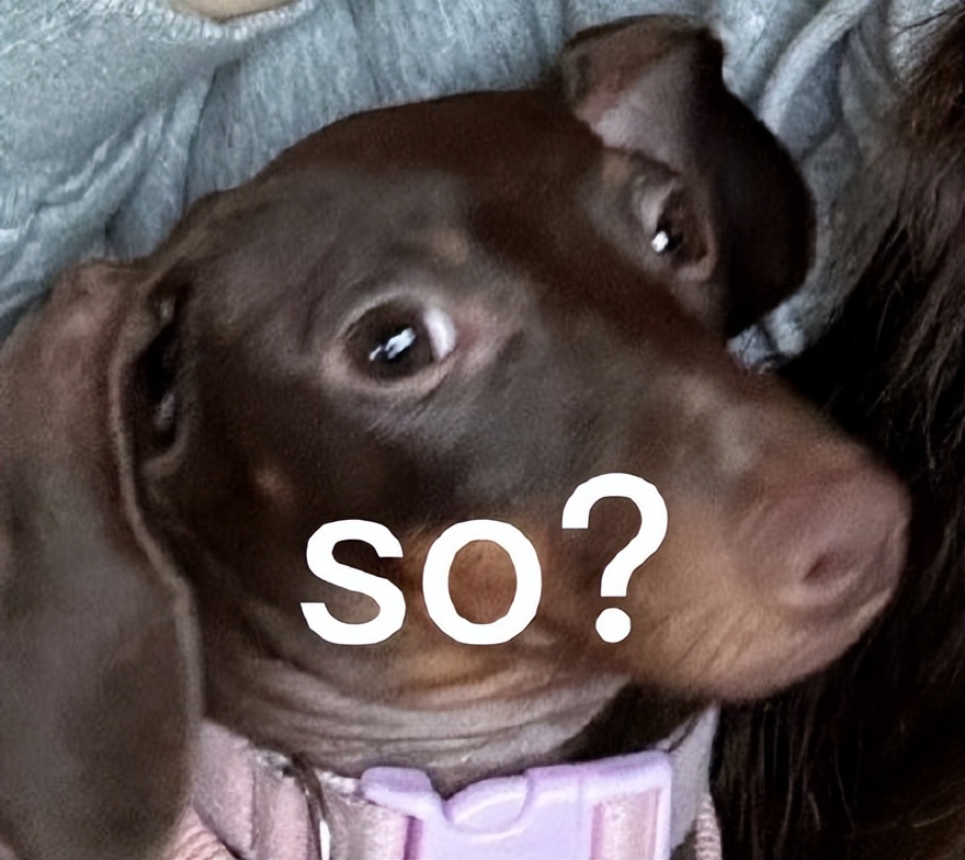 Zhao Lusi's dog is hotter than herself? Passers-by actually recognized ...