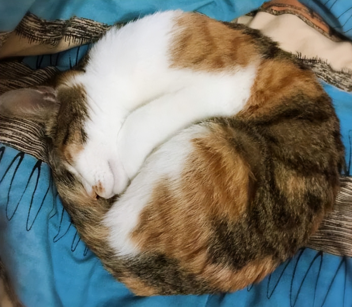 Master, don't ignore it!These behaviors of cats are suffering "pain ...