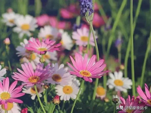 Strategizing, the three constellations who are best at strategy, step ...