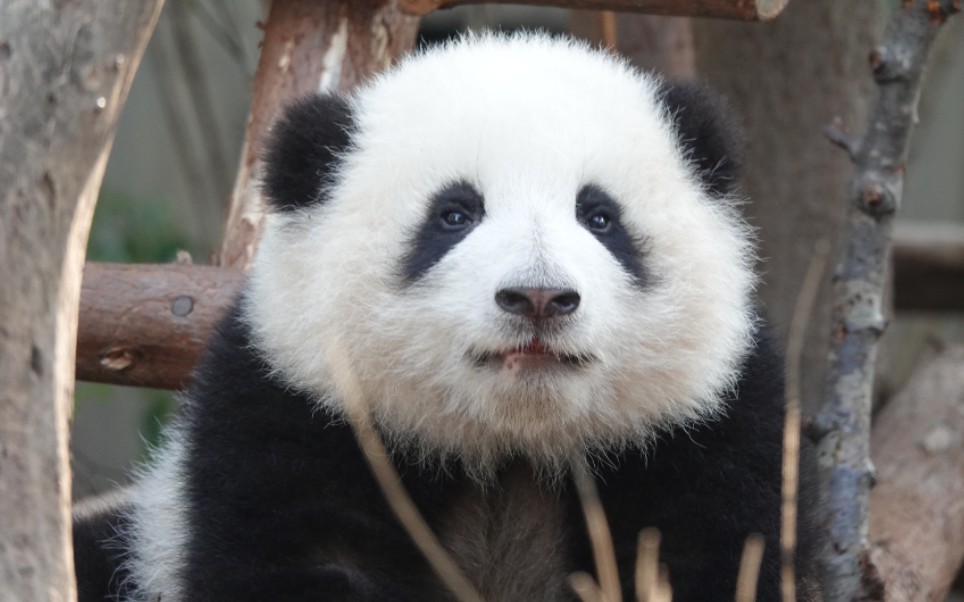 How much money does it cost to adopt a giant panda, and why do they get ...