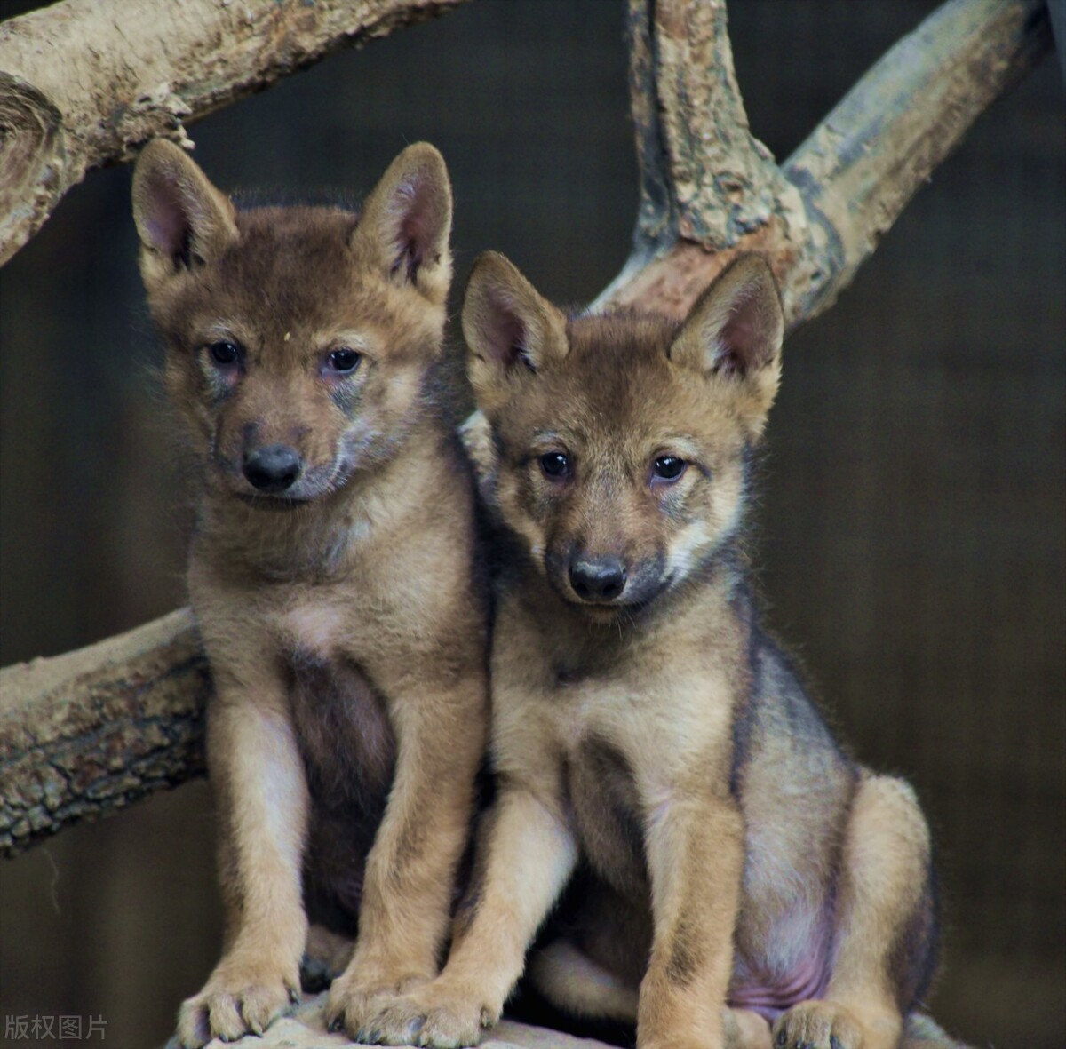 The female wolf had a difficult birth, and the male wolf went to the ...