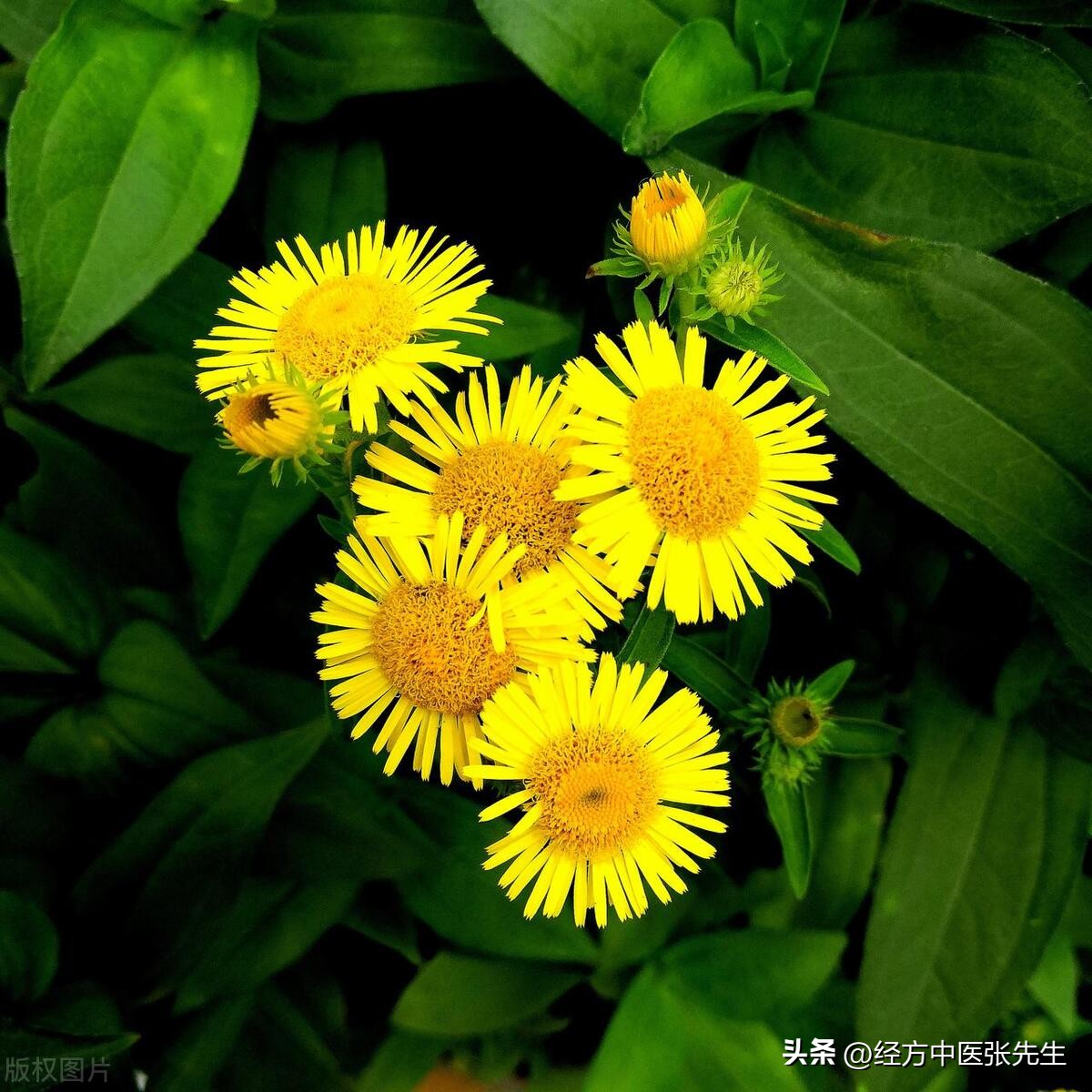 Five Viscera Wind-cold and Liver Works in "Golden Chamber Xuanjie ...