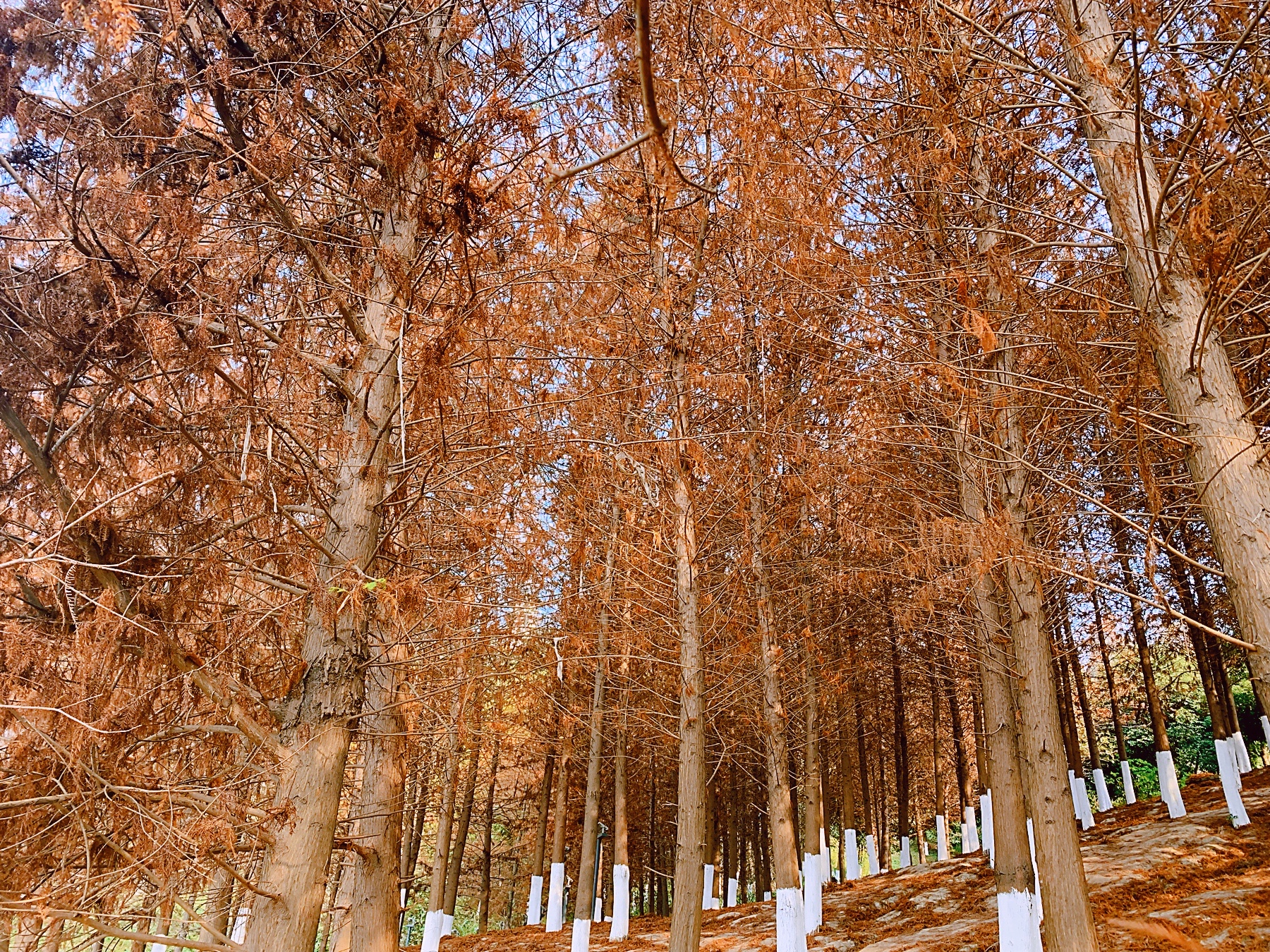 Warm sun in winter, river view in Jinhai Bay, Yubei, Chongqing - iNEWS