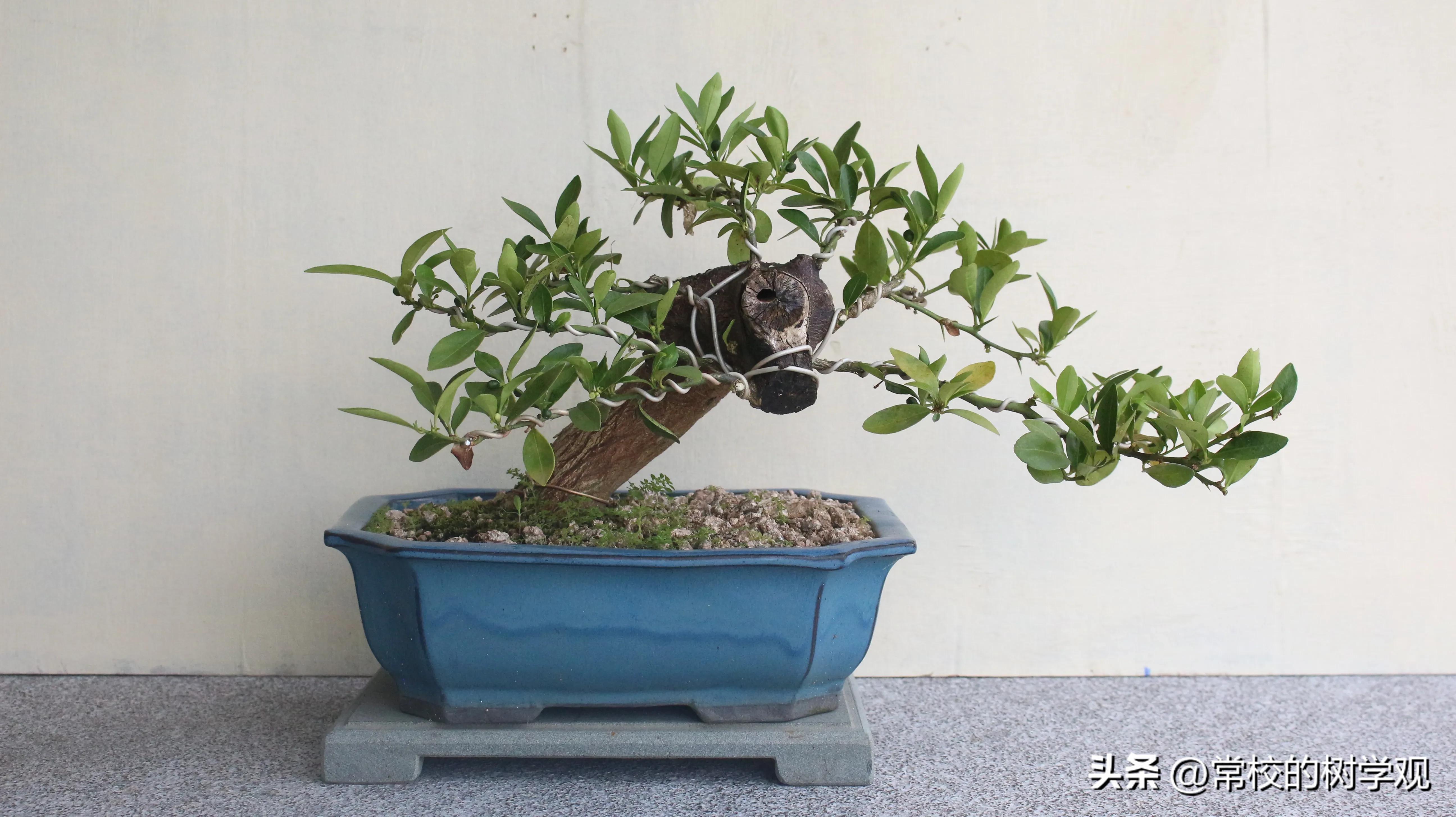 On the Importance of Forest Science Popularization - iMedia