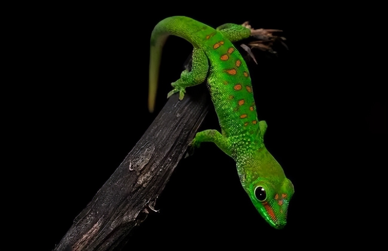 The Giant Japanese Gecko Lizard: A Breeding and Care Guide. What does ...