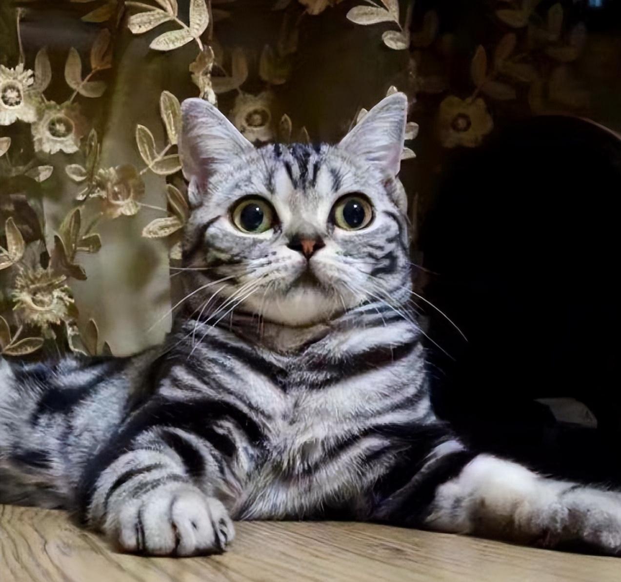 Why are so many "American short cats" abandoned?It hurts to see why - iNEWS