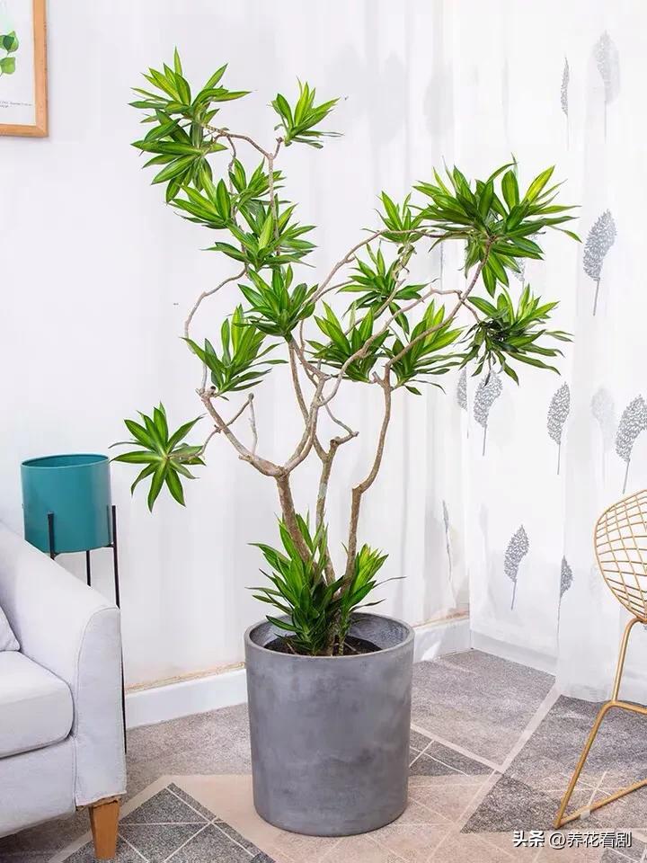 Net red plant - lily bamboo, delicate and elegant, with thousands of ...