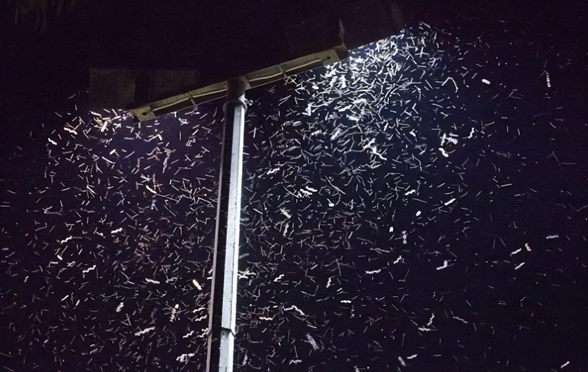 What are the flying insects that gather around light bulbs in summer ...