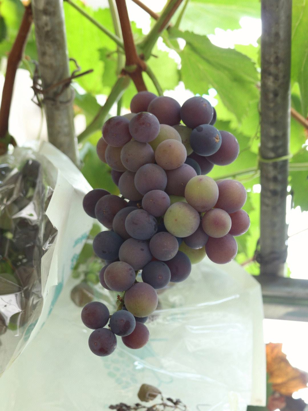 The top five rankings of the most delicious grapes in China, see if ...