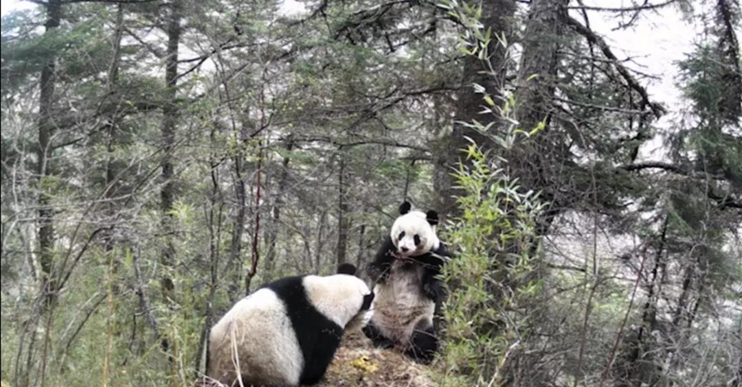 "Bing Dun Dun" staged a full martial arts for love - iNEWS