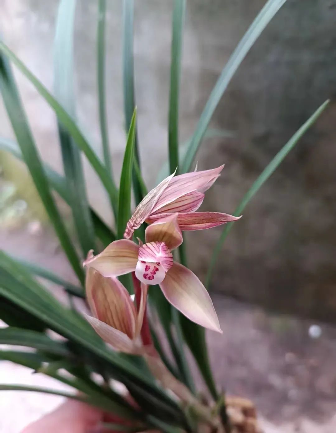 The first step of the orchid cultivation plan: select seedlings ...