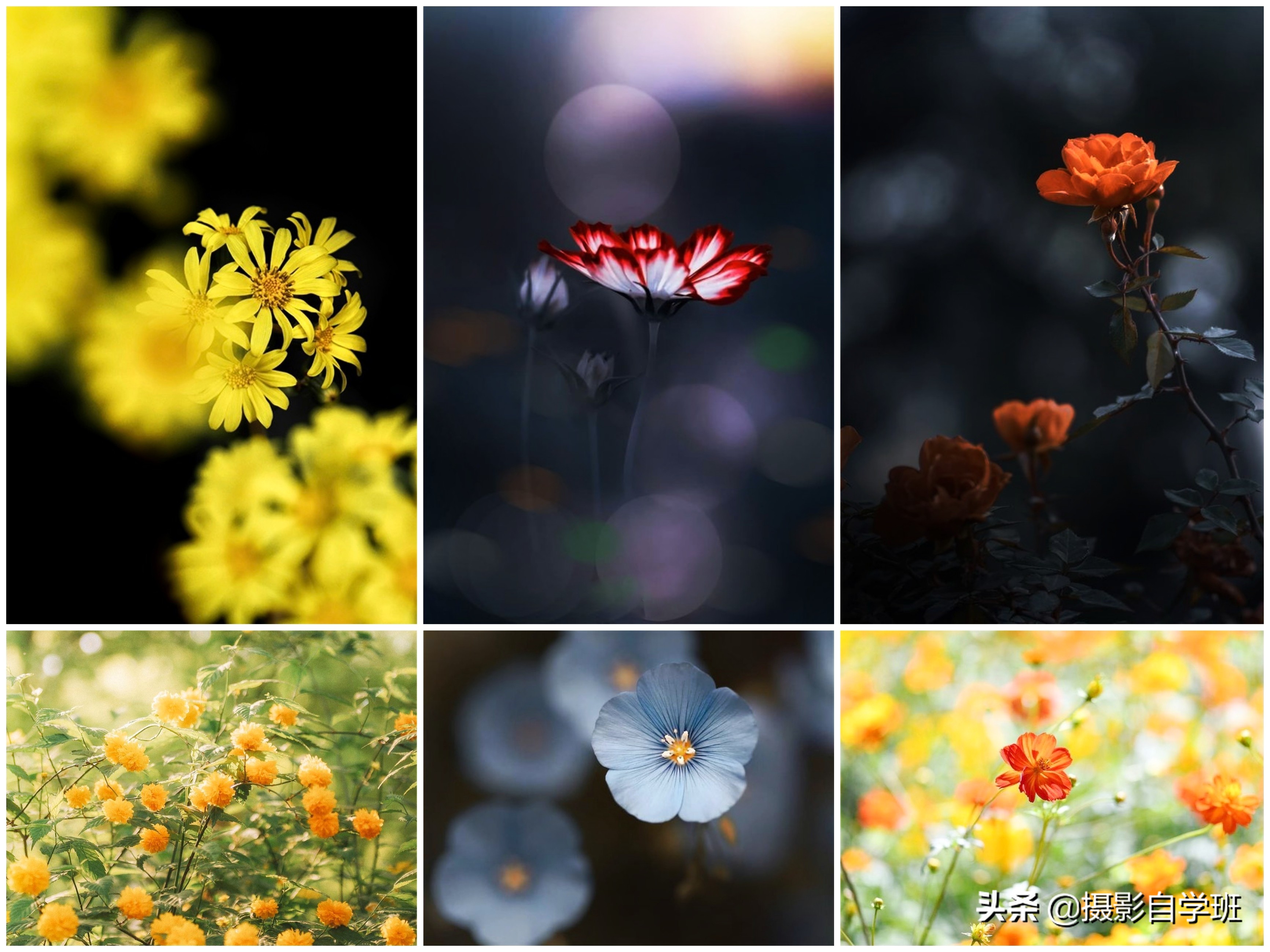 Choosing the right angle, taking flower photos is half the battle. Do ...